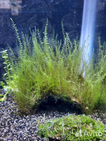 Мох стринг на кокосе