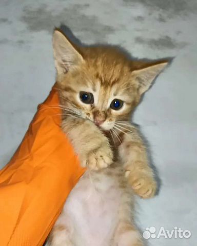 Котенок Антошка ищет дом