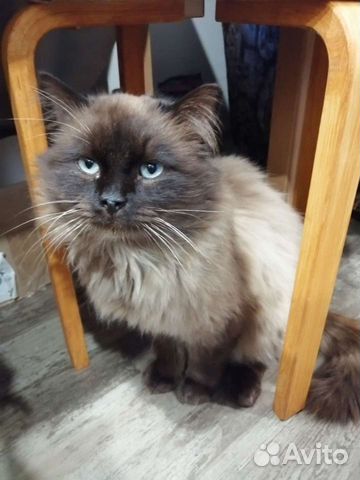 Котик филя бесплатно