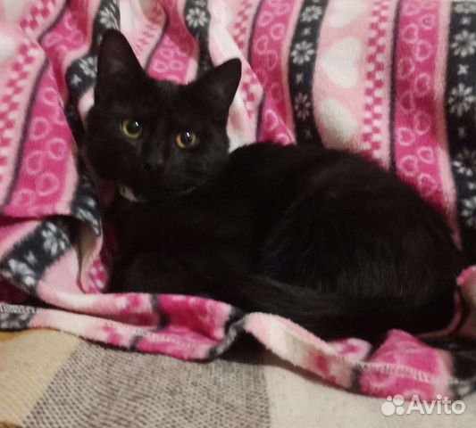 Котик ищет дом