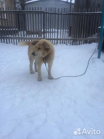 Пожалуйста нужно найти новый дом для собаки