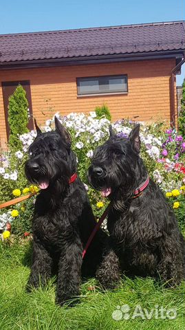 Щенки Ризеншнауцера