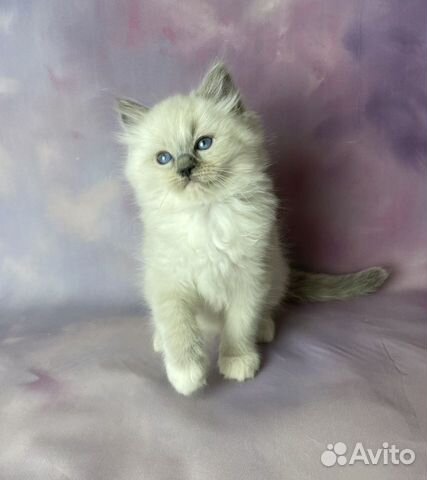 Мальчик Рэгдолл в окрасе Blue mitted