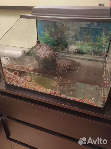 Красноухая черепаха с аквариумом