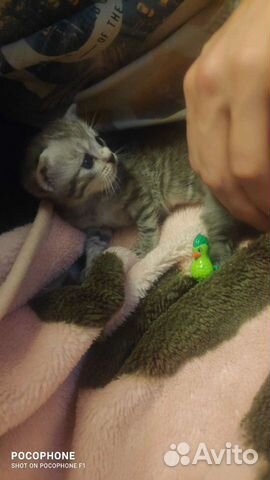 Котенок британской кошки
