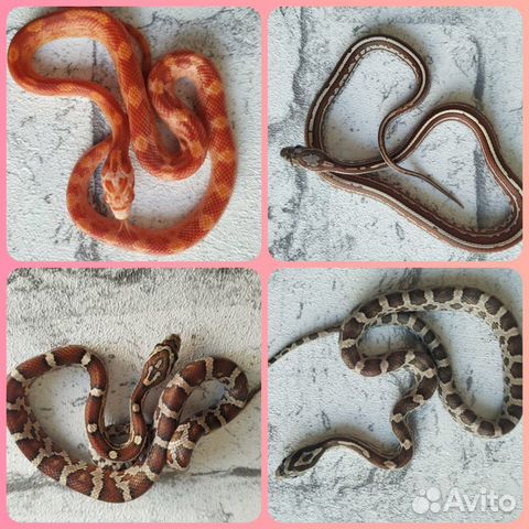 Маисята 2021(гет лавендер, амель, анери)