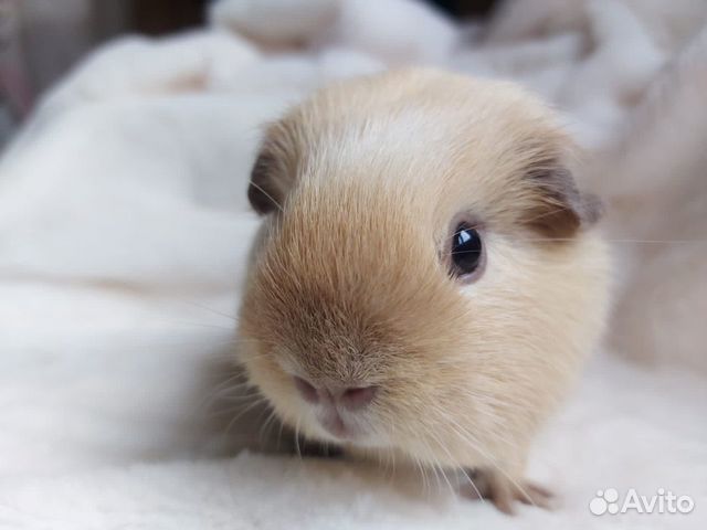 Морские свинки Калифорния самцы