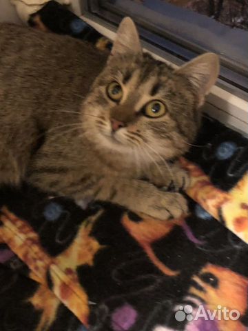 Маленькая кошечка замерзает загородом