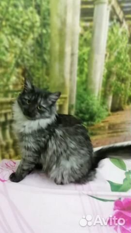 Шикарная Дымка ищет дом