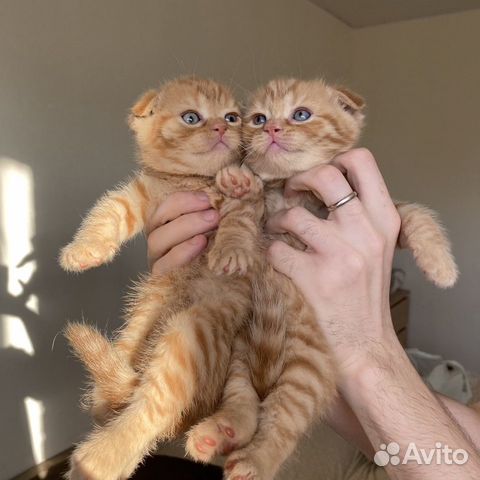 Шотландские вислоухие котята