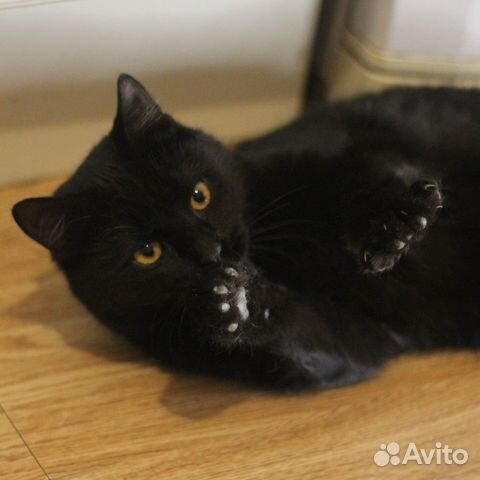 Черный кот Тикки в добрые руки Зеленоград Химки