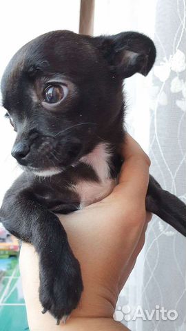 Щенки чихуахуа мини девочки