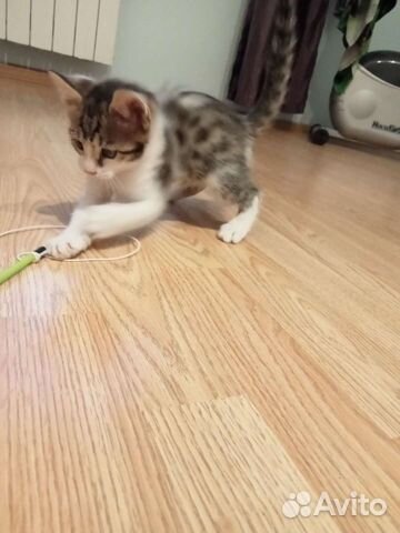 Бесплатно котенок + принадлежности для него