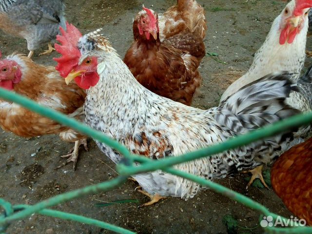 Петух легбар кремовый