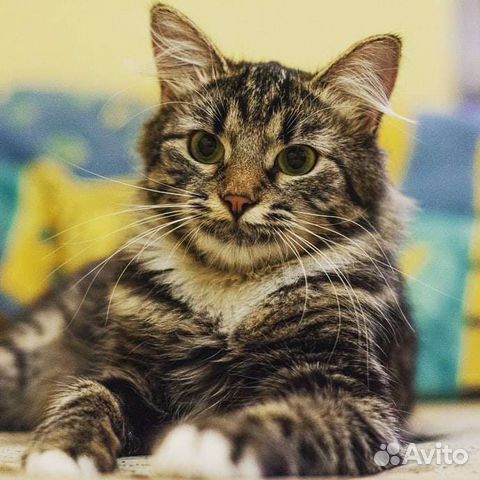 Харизматичная Масяня