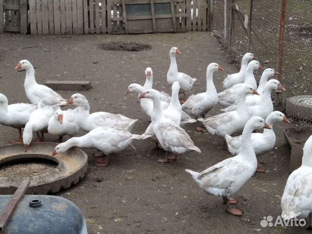 Продаются гуси