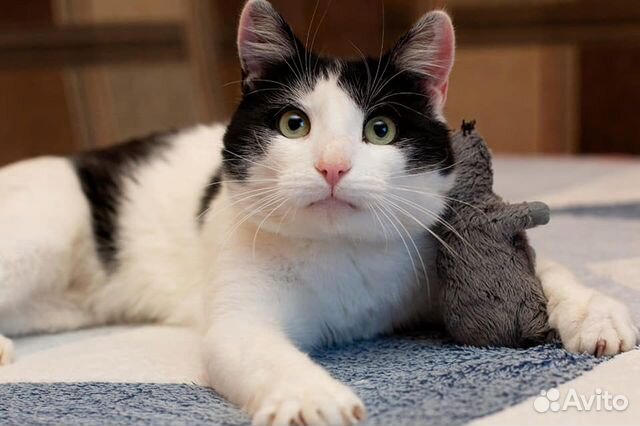 Чудесный ласковый молодой котик Бантик в дар