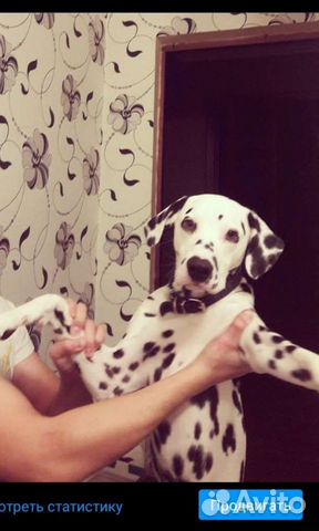 Далматинец