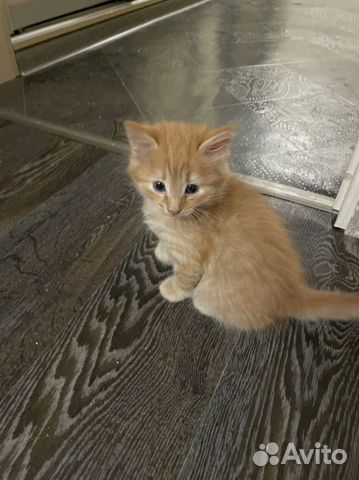 Ружий пушистый котеночек