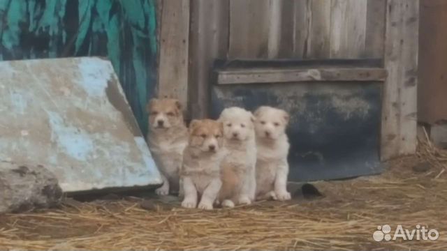 Продаю щенков сао