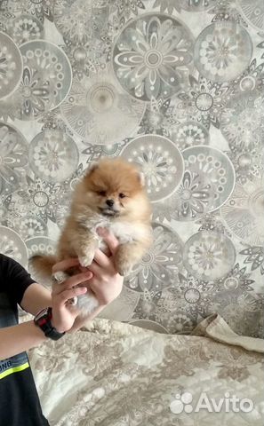 Щенульки красотульки