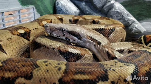 Императорский удав