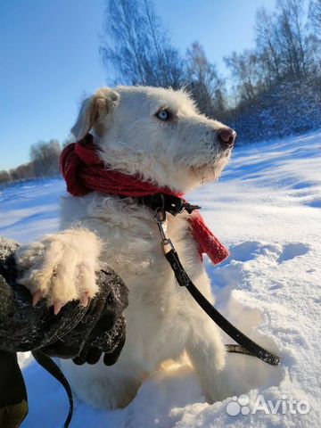 Голубоглазая белоснежная красавица в дар