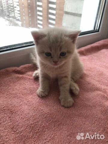 Котята британцы