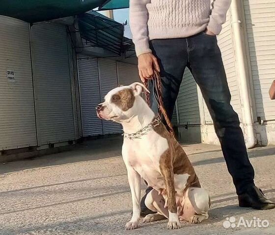 Американский стаффордширский терьер