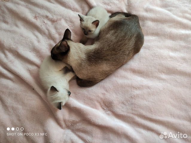 Тайские котята