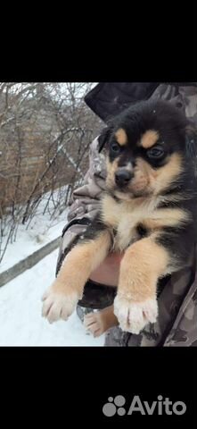 Собака в добрые руки щенок