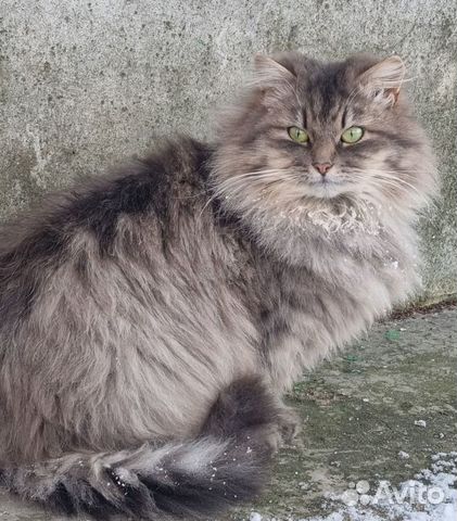 Коточудо ждет встречи с домом)