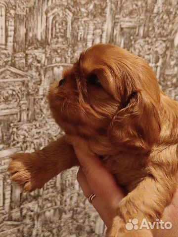 Продаётся девочка Кавалер кинг Чарльз спаниель