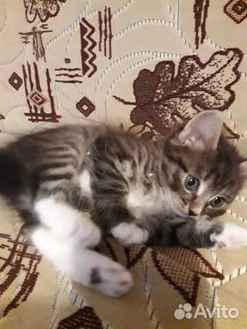 Котята ищут дом