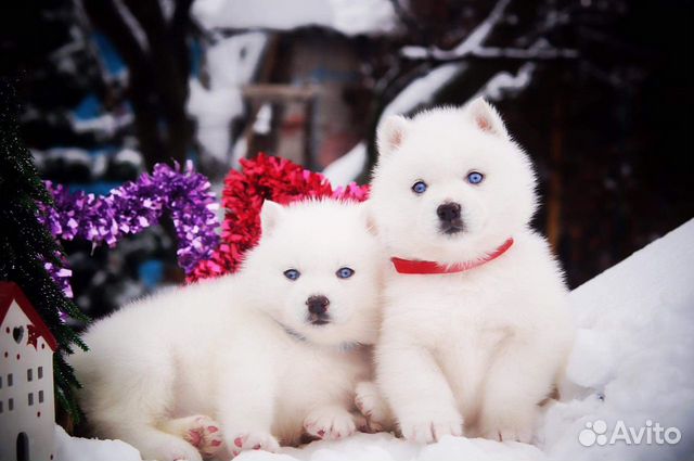 Белоснежные хаски из питомника