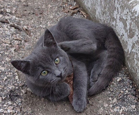Русская голубая,фенотип,красивый котенок