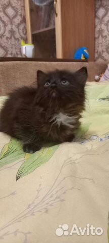 Котята отдам бесплатно