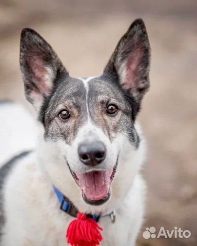 Виту предала хозяйка и теперь она ищет новую семью