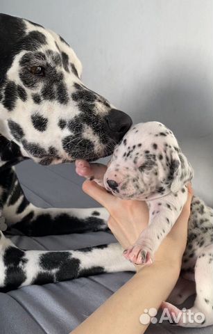 Щенки далматина