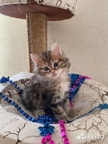 Котята курильского бобтейла