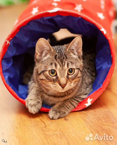 Котенок Тоша