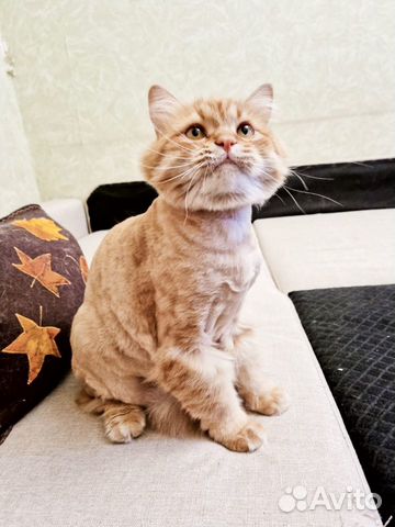 Кот Абрикос ищет дом