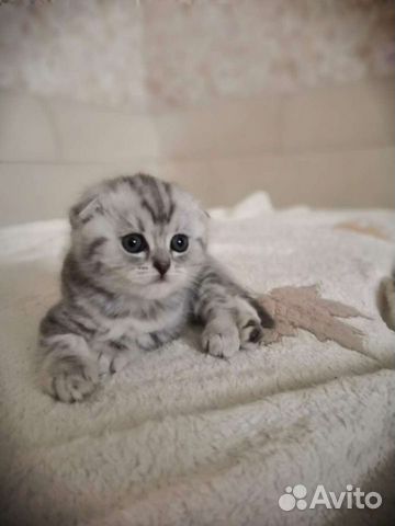 Шотландская