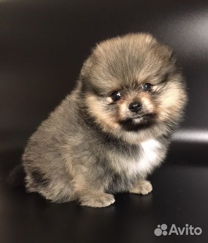 Девочка принцесса