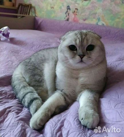 Шотландский кот вязка