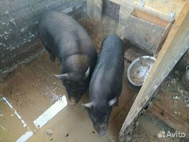 Вьетнамск вислобрюхий хряк 4,5 месяца
