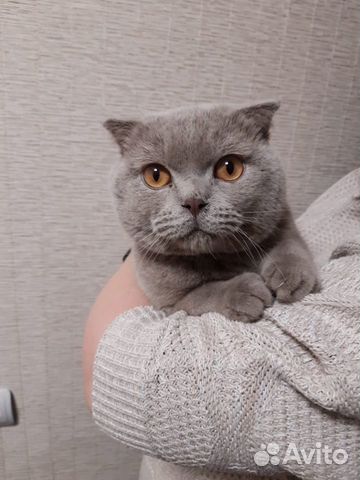 Ищем дом для британца