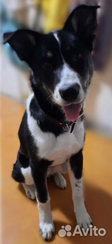 Отдам собаку