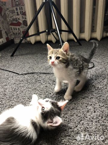 Котята в добрые руки бесплатно приучены к лотку