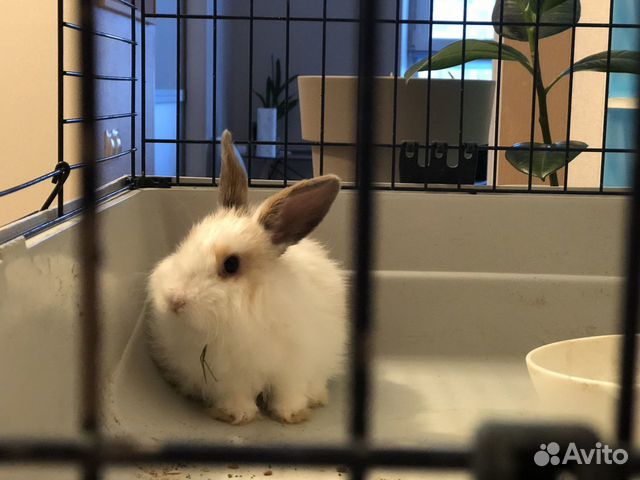 Крольчонок + клетка со всем необходимым